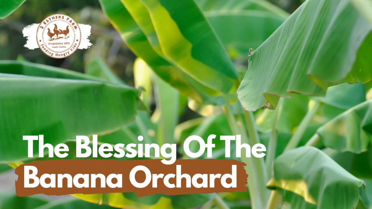 The Blessing of the Banana Orchard — sewpowerful